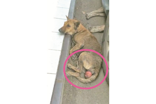 Vaginal Prolapse In Dogs