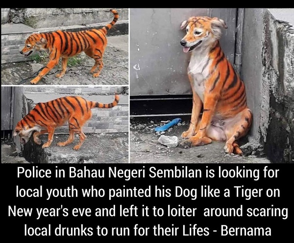 Tiger Dog